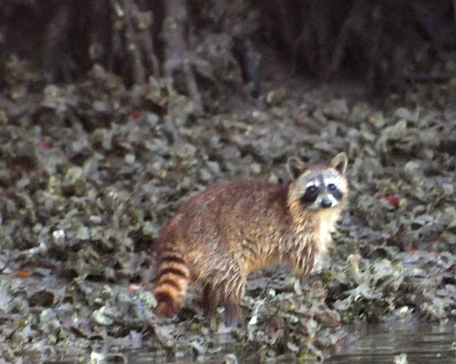 racoon | Show and Tell Charters